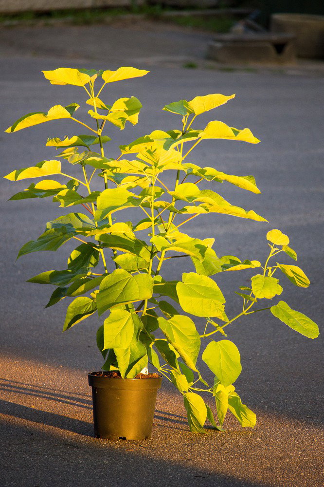 Gold Trompetenbaum Aurea - Catalpa bignonioides Aurea günstig kaufen