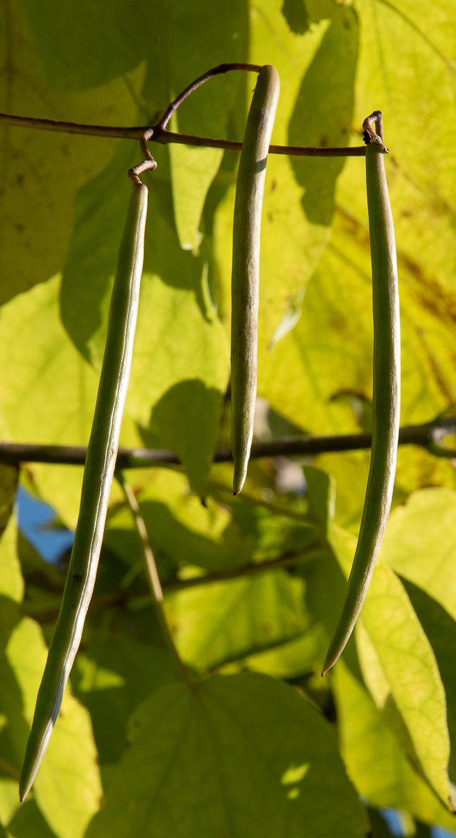 Gold Trompetenbaum Aurea - Catalpa bignonioides Aurea günstig kaufen