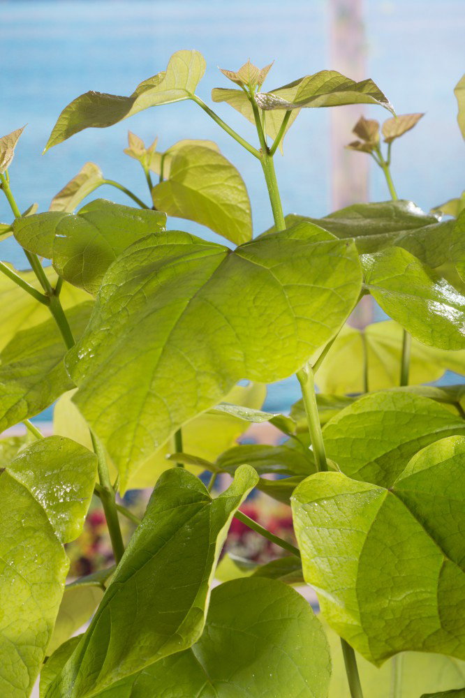 Gold Trompetenbaum Aurea - Catalpa bignonioides Aurea günstig kaufen