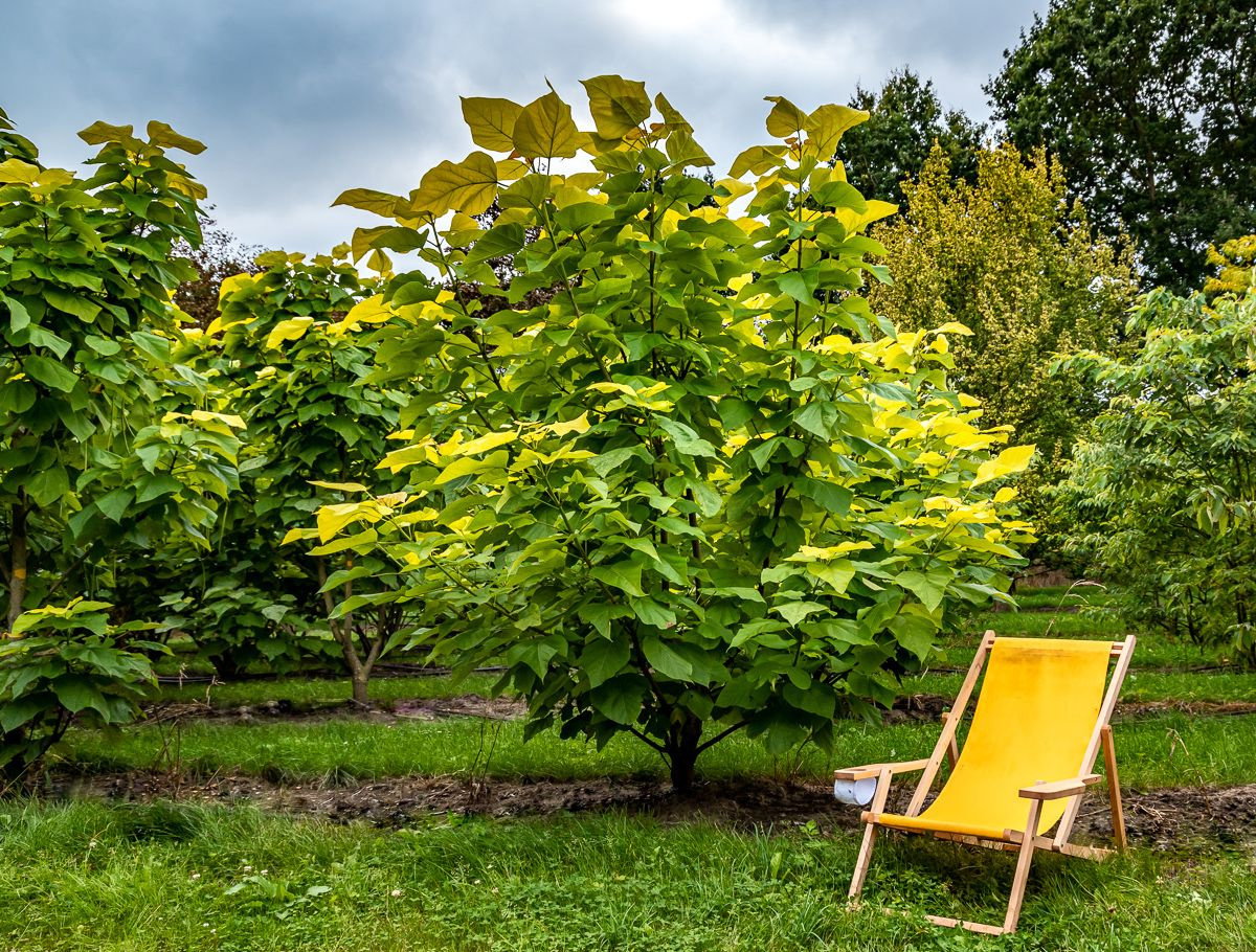 Gold Trompetenbaum Aurea - Catalpa bignonioides Aurea günstig kaufen