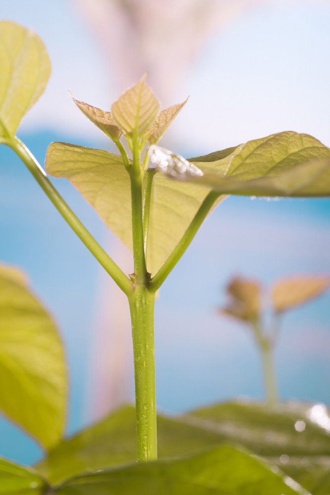 Gold Trompetenbaum Aurea - Catalpa bignonioides Aurea günstig kaufen