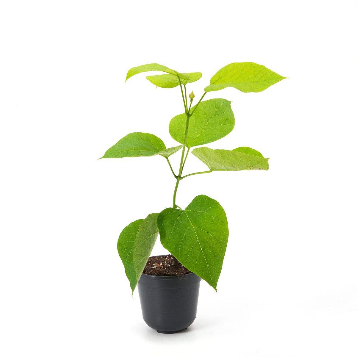 Gold Trompetenbaum Aurea - Catalpa bignonioides Aurea günstig kaufen