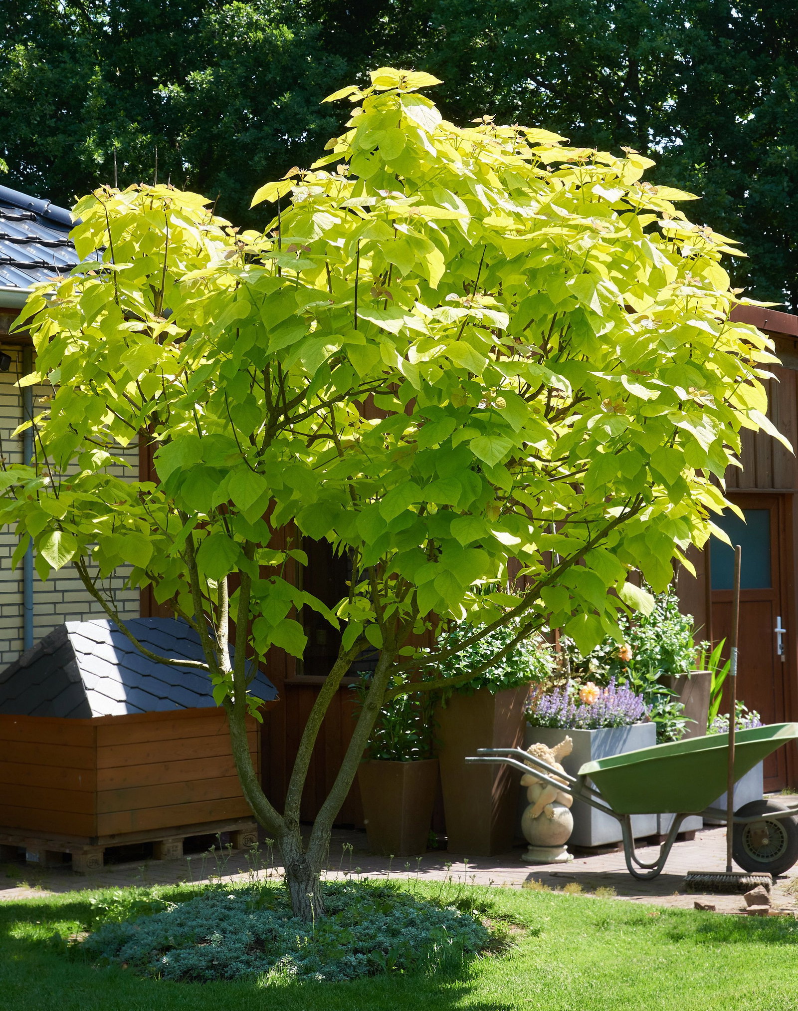 Gold Trompetenbaum Aurea - Catalpa bignonioides Aurea günstig kaufen