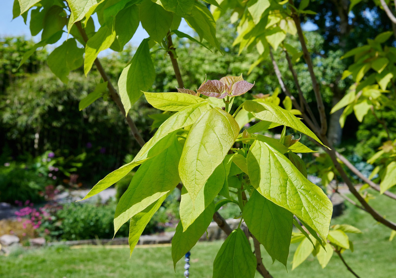 Gold Trompetenbaum Aurea - Catalpa bignonioides Aurea günstig kaufen