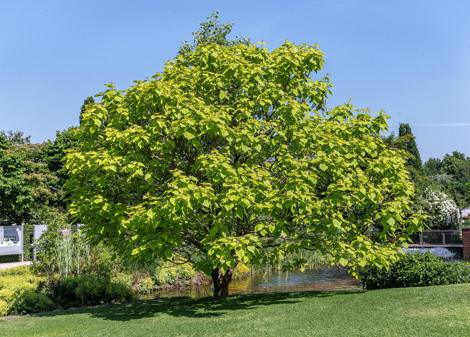 Gold Trompetenbaum Aurea - Catalpa bignonioides Aurea günstig kaufen