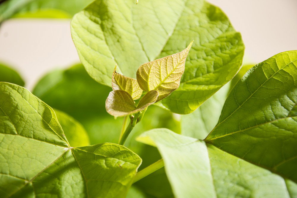 Gold Trompetenbaum Aurea - Catalpa bignonioides Aurea günstig kaufen