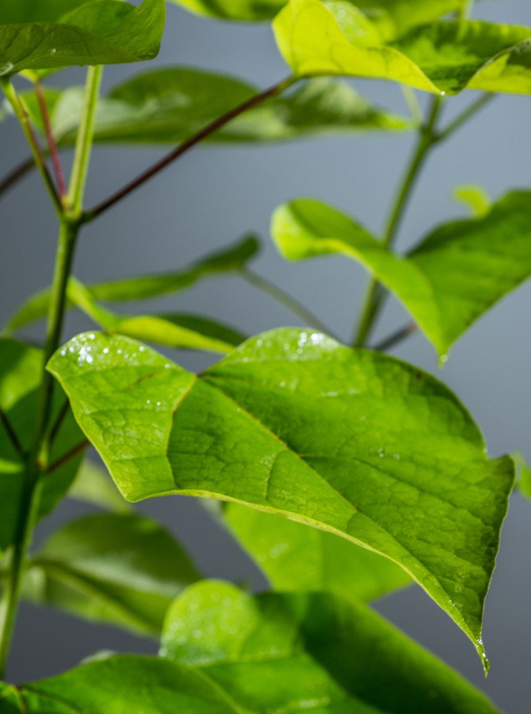 Gold Trompetenbaum Aurea - Catalpa bignonioides Aurea günstig kaufen