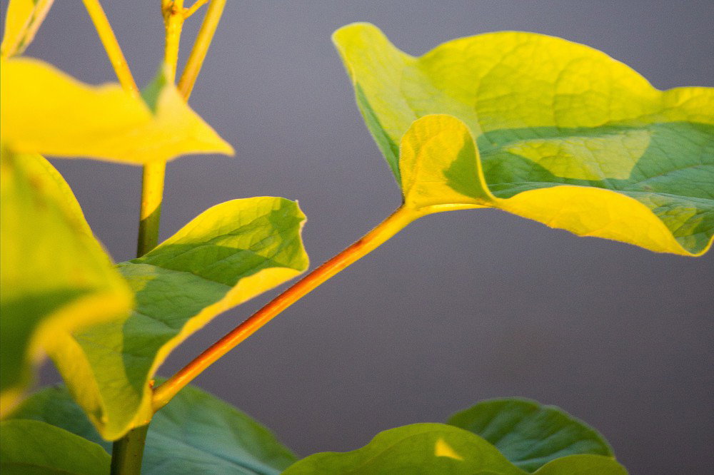 Gold Trompetenbaum Aurea - Catalpa bignonioides Aurea günstig kaufen