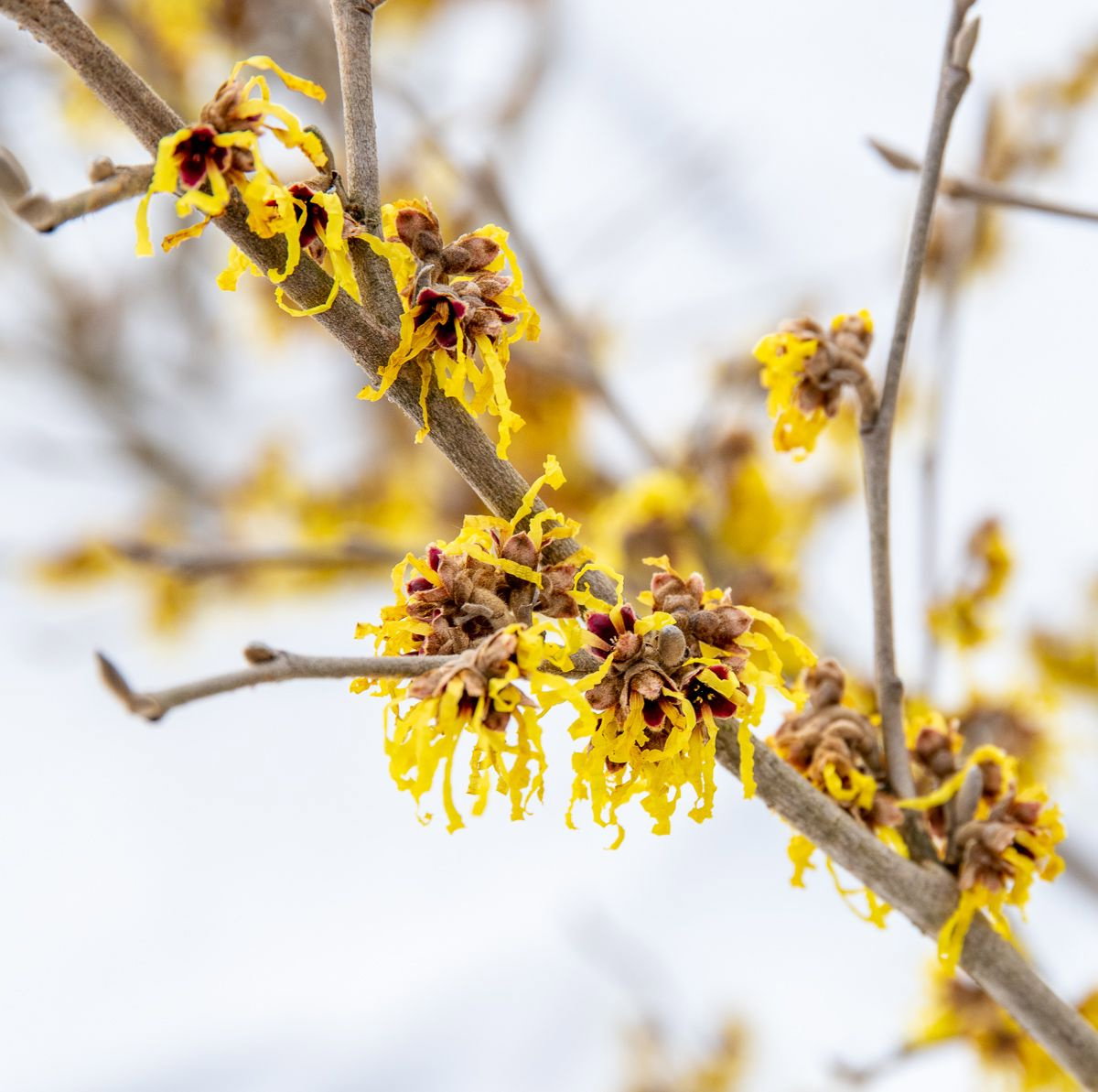 Rotblühende Zaubernuss Diane - Hamamelis intermedia Diane günstig kaufen