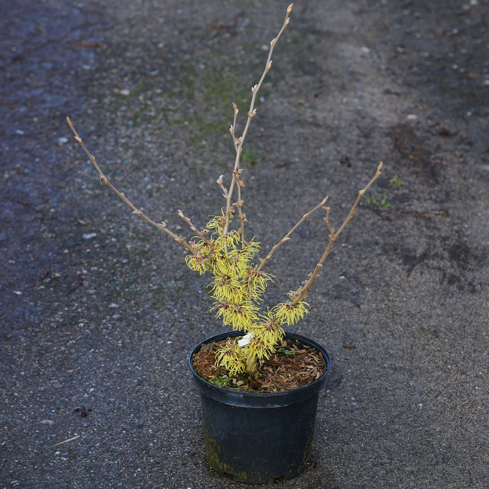 Zaubernuss Pallida - Hamamelis Intermedia Pallida günstig kaufen