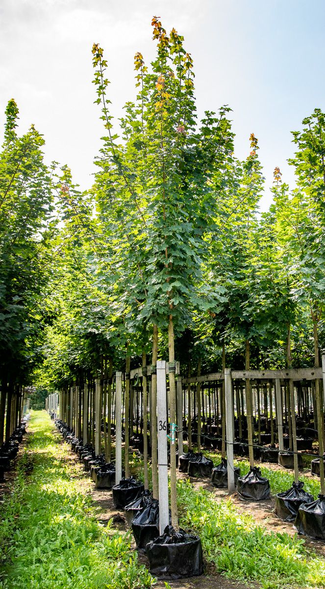 Kegelförmiger Spitzahorn Cleveland - Acer platanoides Cleveland günstig ...