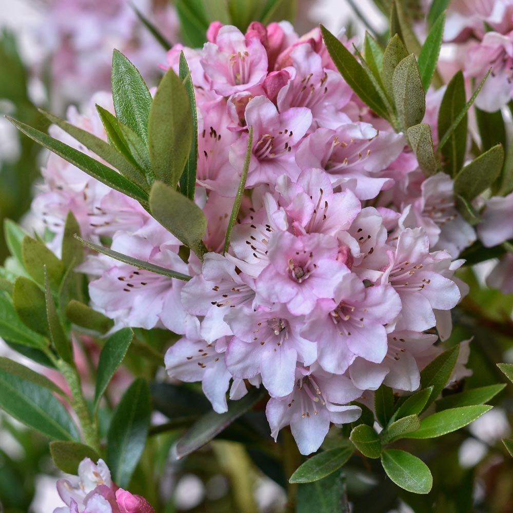Kleinblättriger Rhododendron Azurika - Rhododendron Impeditum Azurika ...