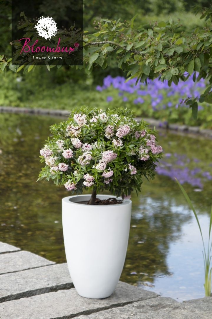 Rhododendron Bloombux® Pink - Rhododendron micranthum Bloombux® Pink ...