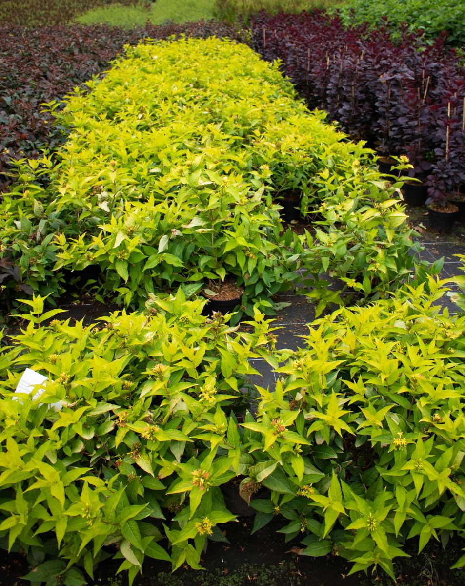 Diervilla lonicera - Diervilla lonicera günstig kaufen