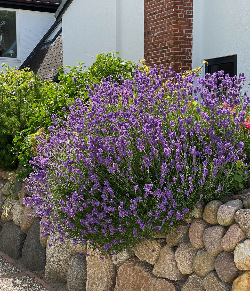 Echter Lavendel - Lavandula angustifolia günstig kaufen