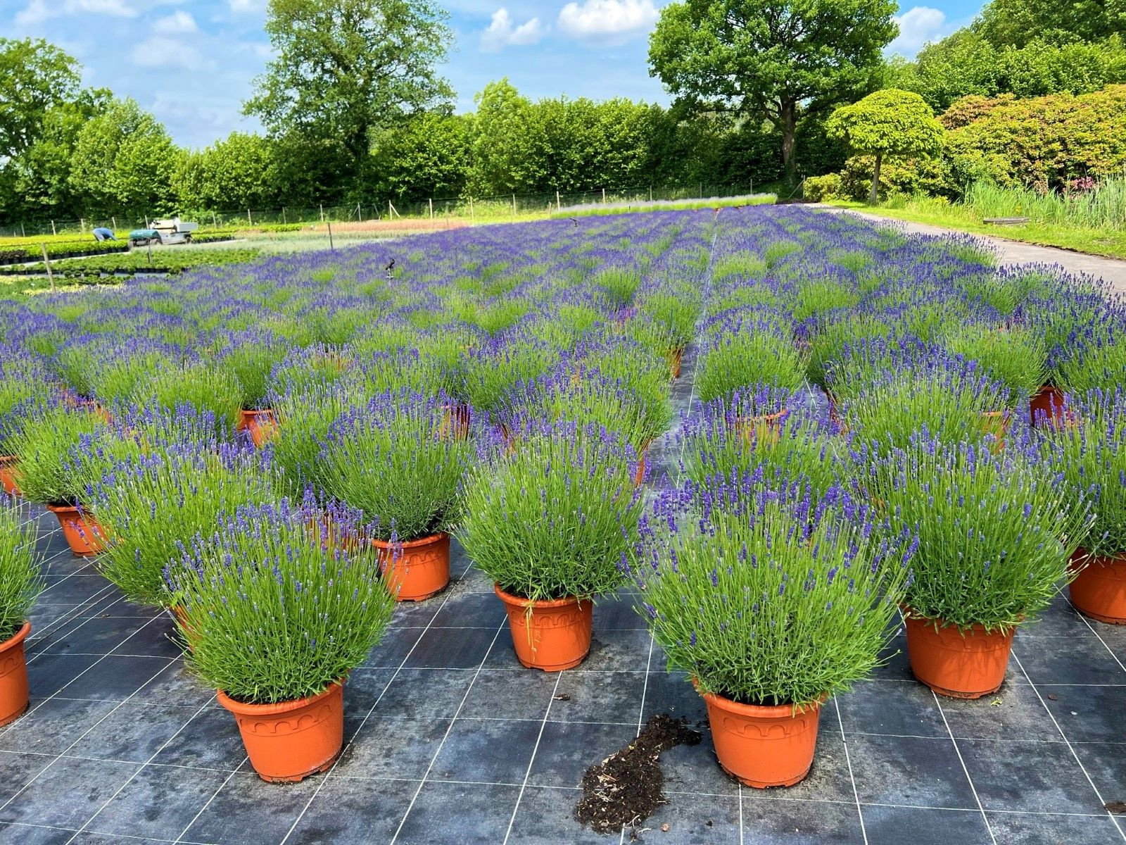 Lavendel Gnstig Kaufen