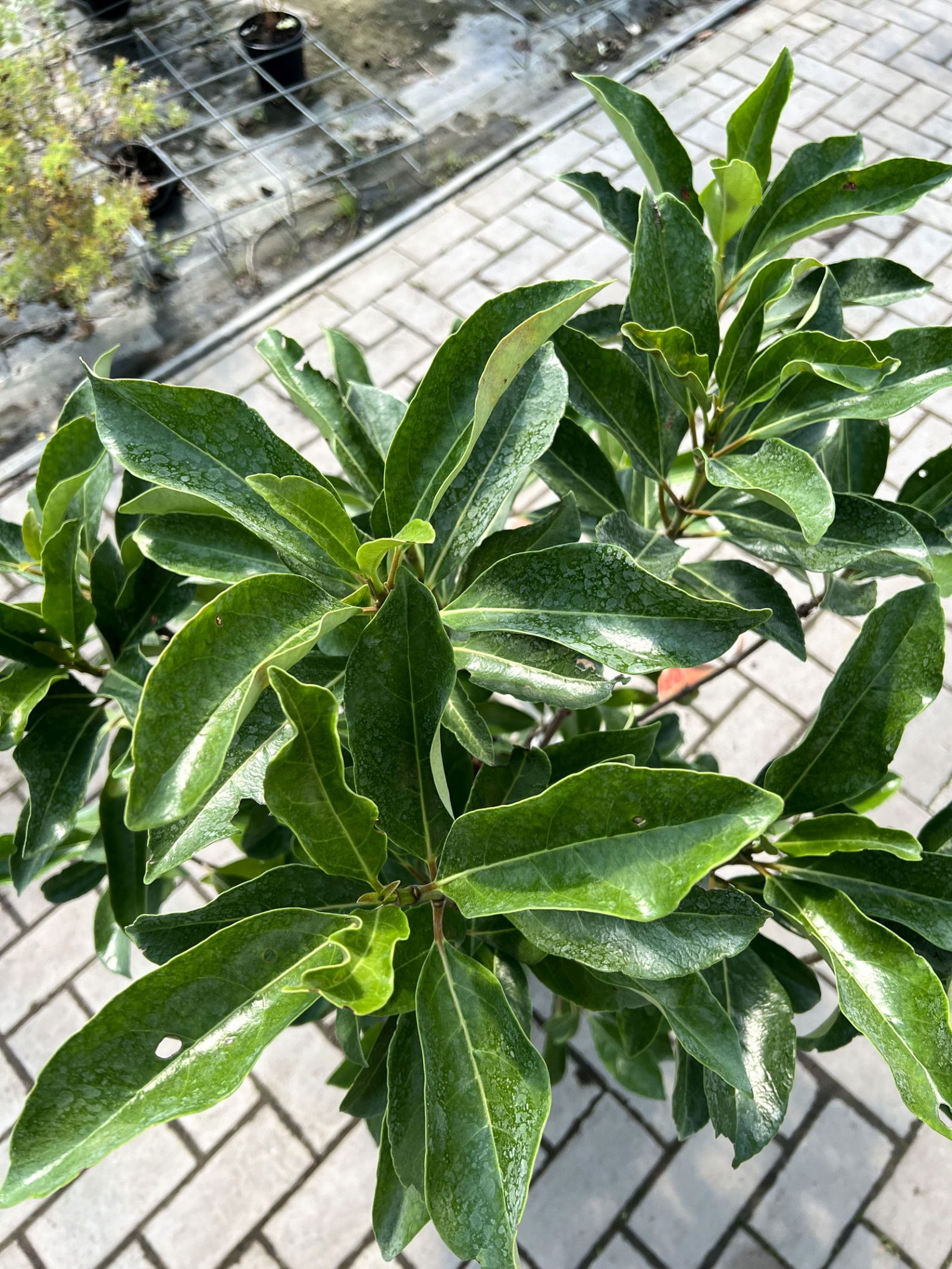 Immergrüner Duftschneeball Awabuki - Viburnum odoratissimum Awabuki ...