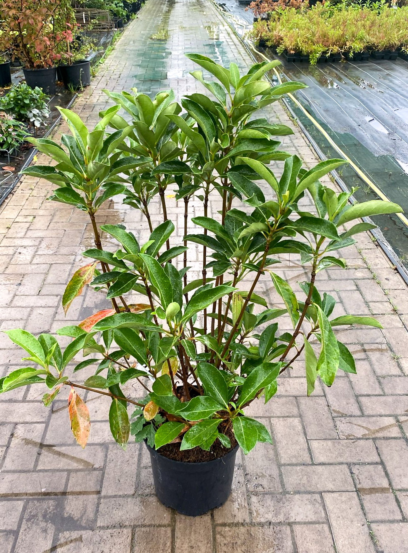 Immergrüner Duftschneeball Awabuki - Viburnum odoratissimum Awabuki ...