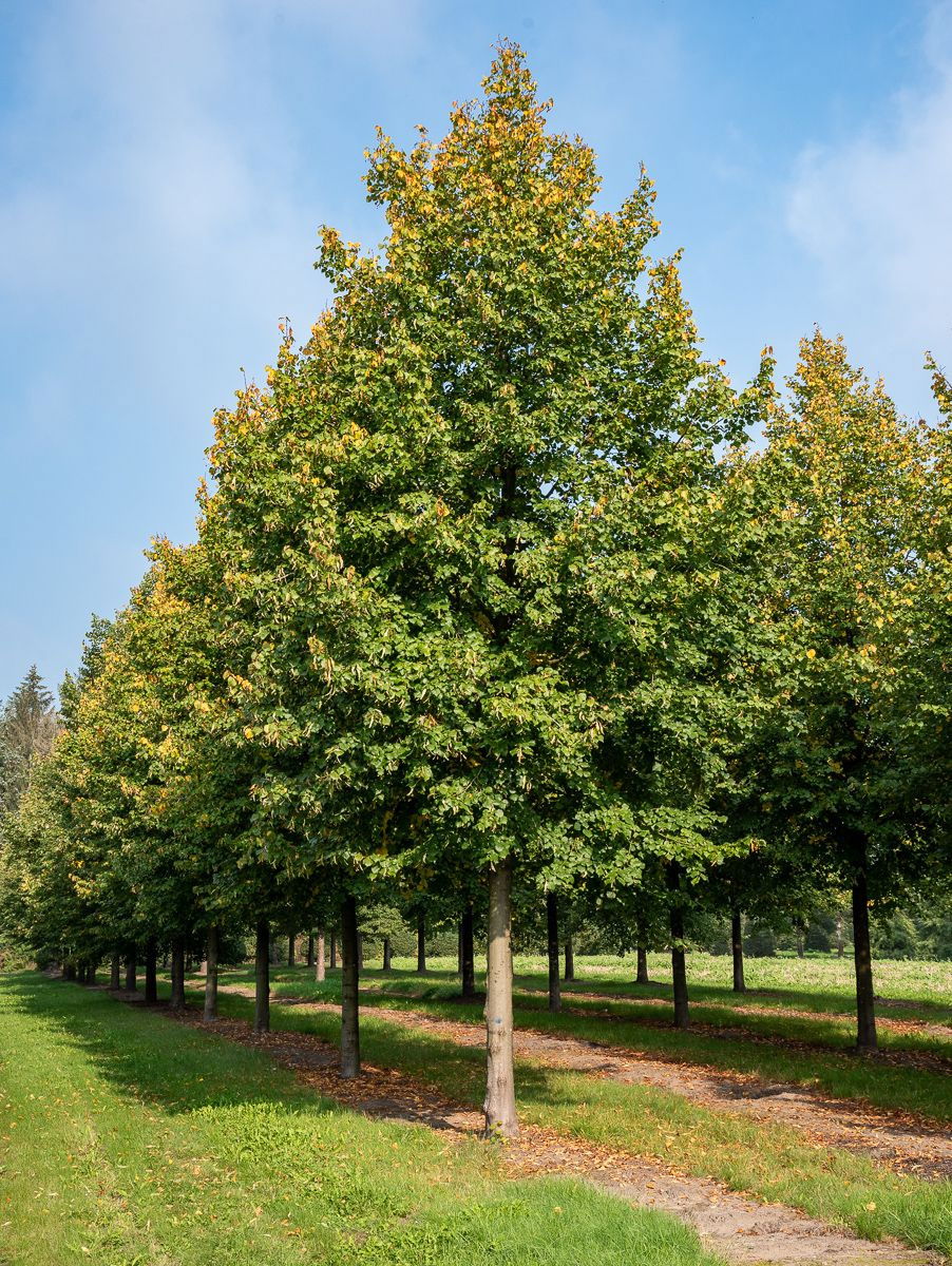 Silberlinde - Tilia tomentosa günstig kaufen