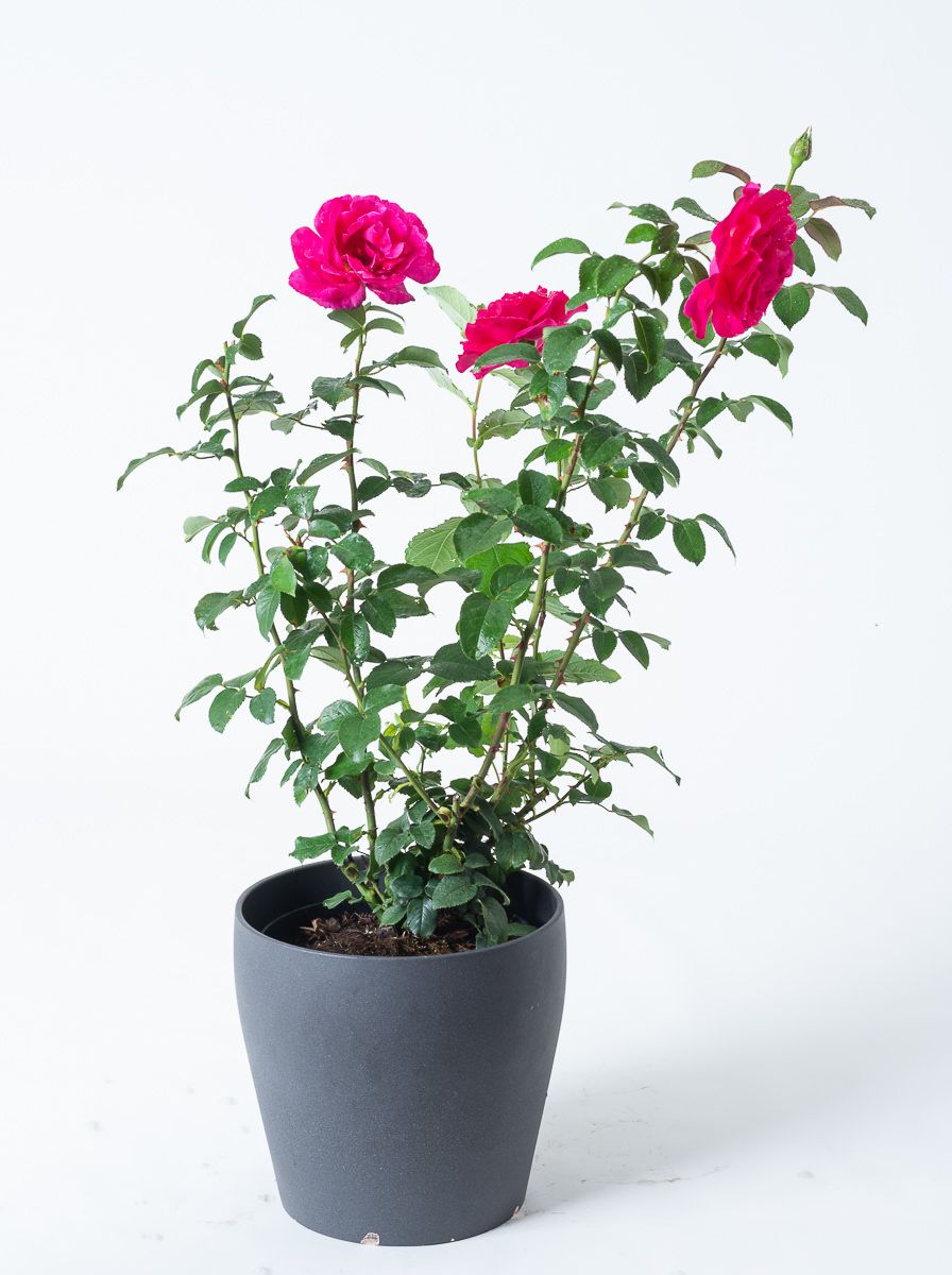 Rose Velasquez - Rosa Velasquez günstig kaufen