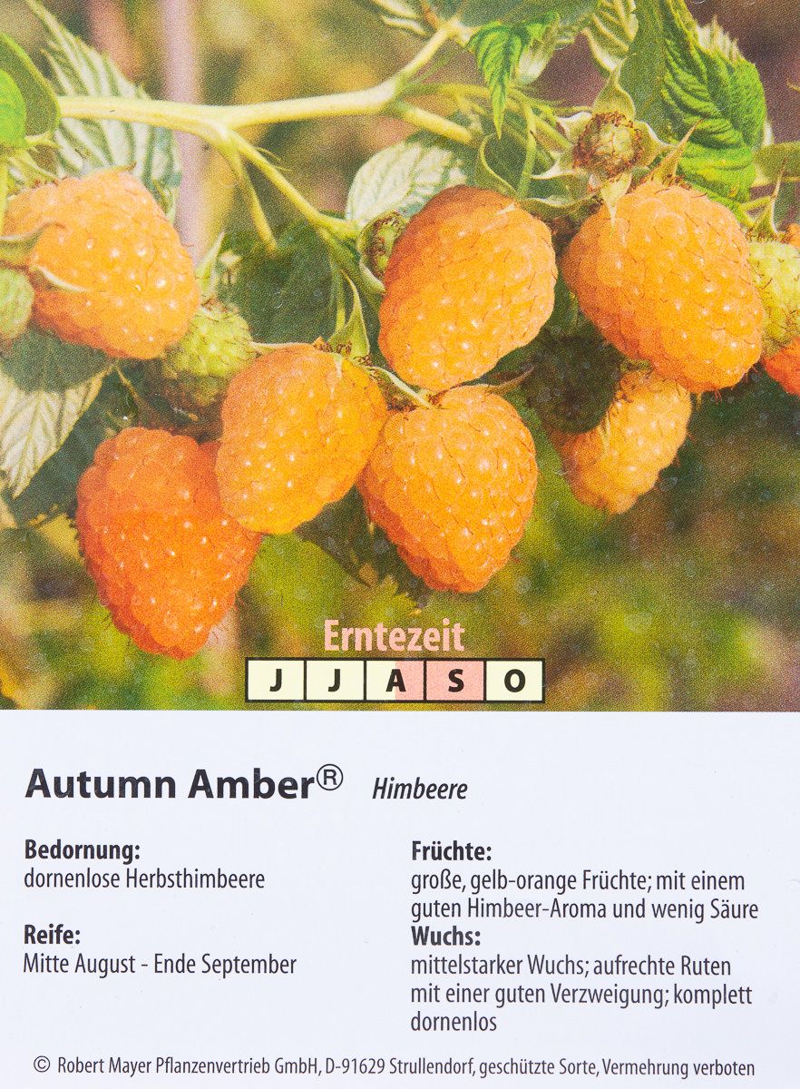 Himbeere Autumn Amber - Rubus idaeus Autumn Amber günstig kaufen