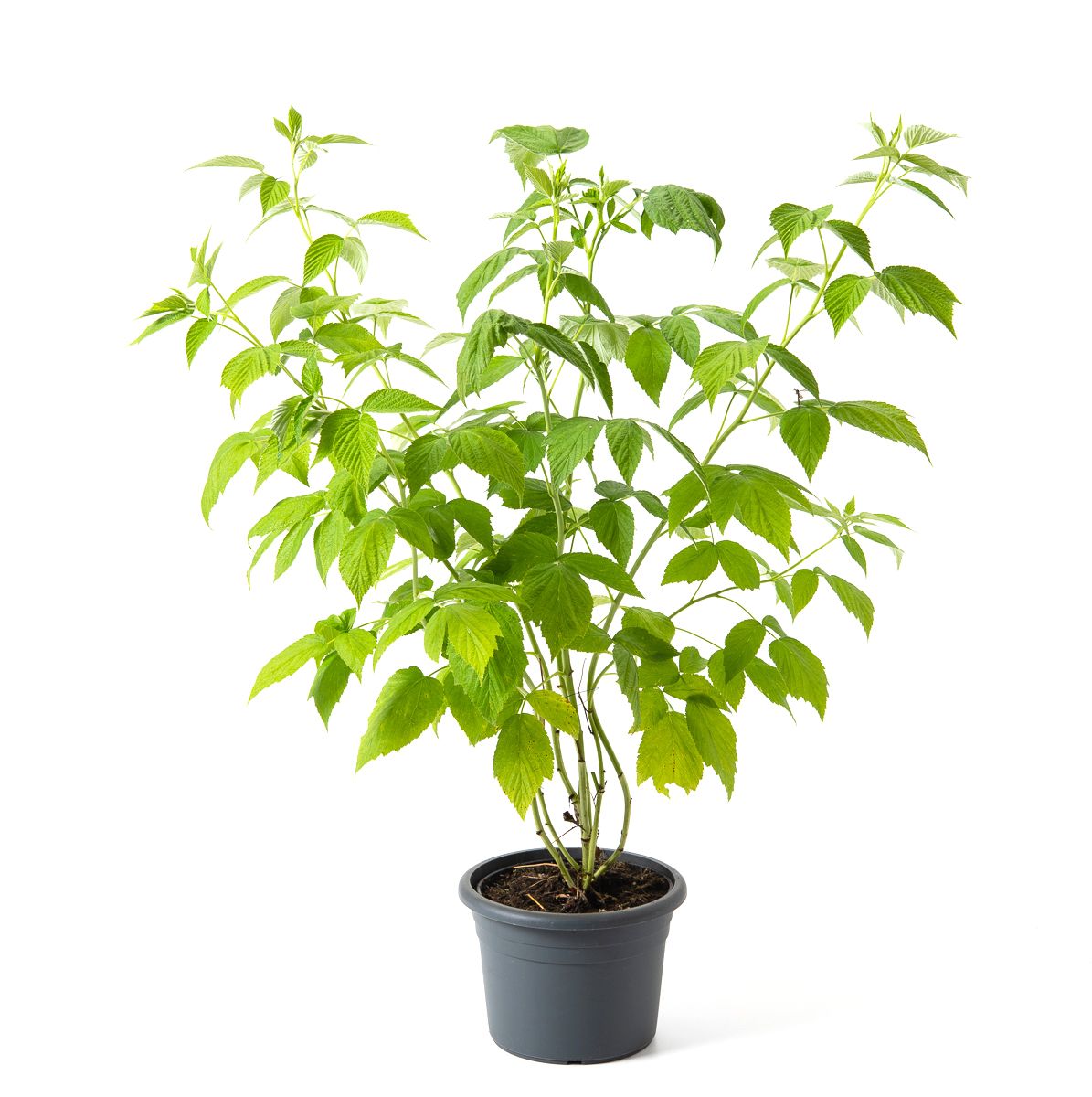 Himbeere Autumn Amber - Rubus idaeus Autumn Amber günstig kaufen