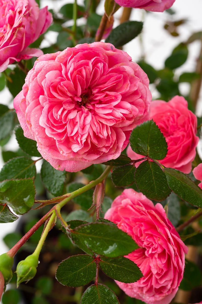 Rose Eva Starlet - Rosa Eva Starlet günstig kaufen