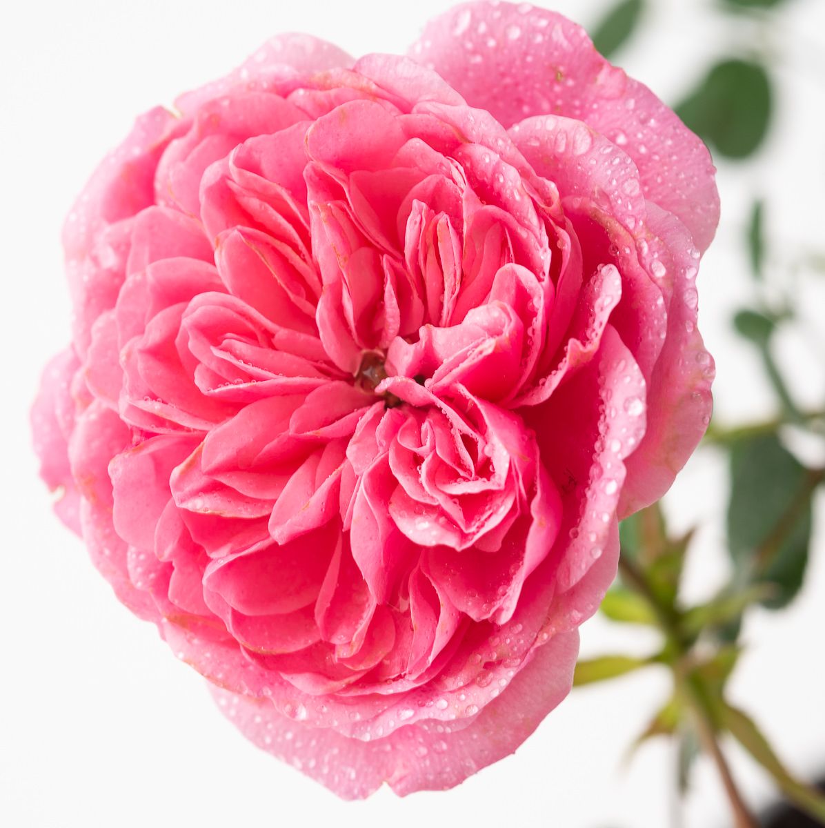 Rose Eva Starlet - Rosa Eva Starlet günstig kaufen