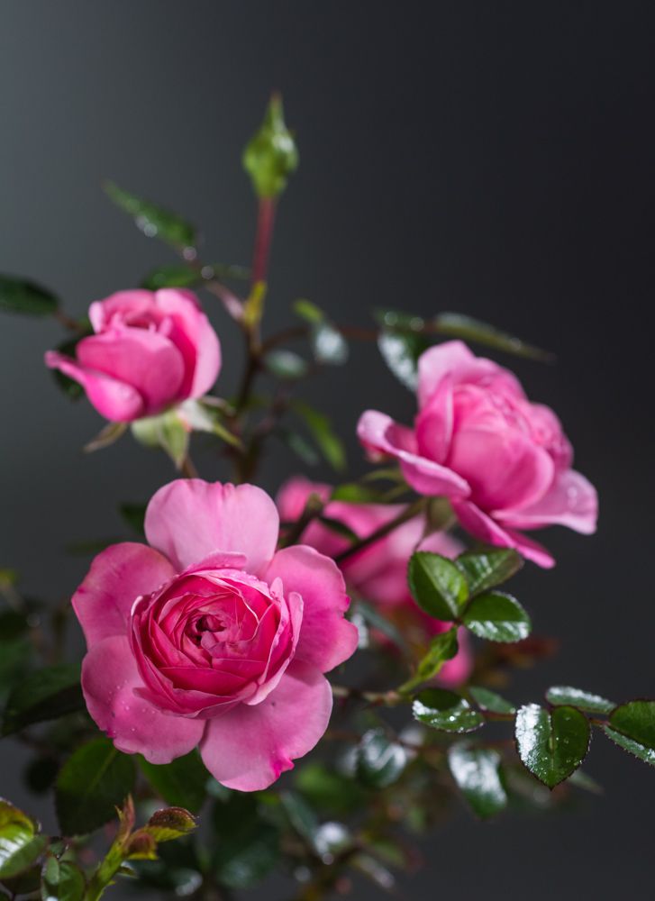 Rose Eva Starlet - Rosa Eva Starlet günstig kaufen