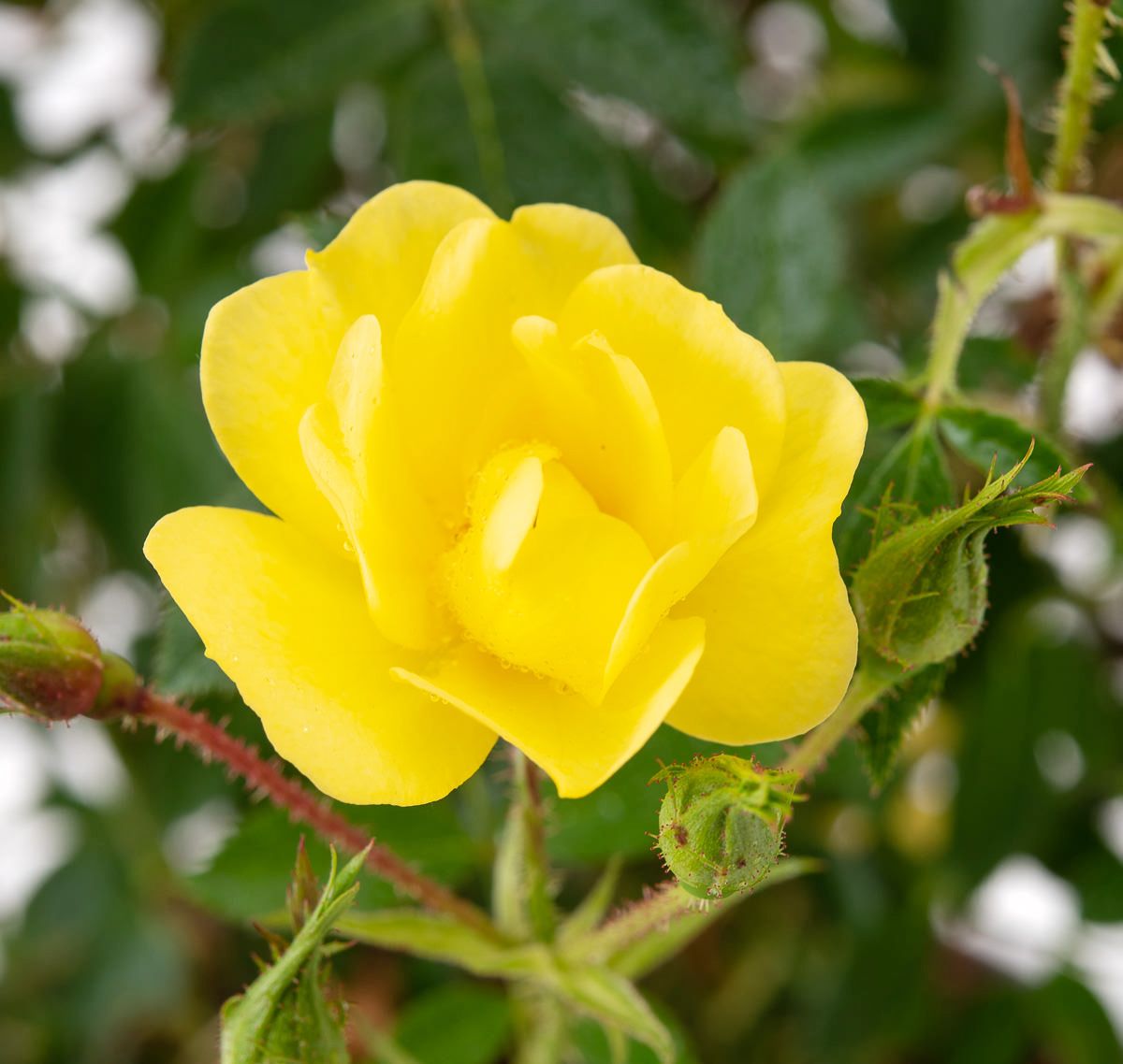 Rose Golden Age - Rosa Golden Age günstig kaufen