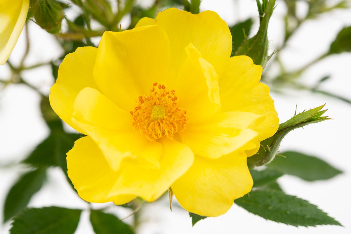 Rose Golden Age - Rosa Golden Age günstig kaufen