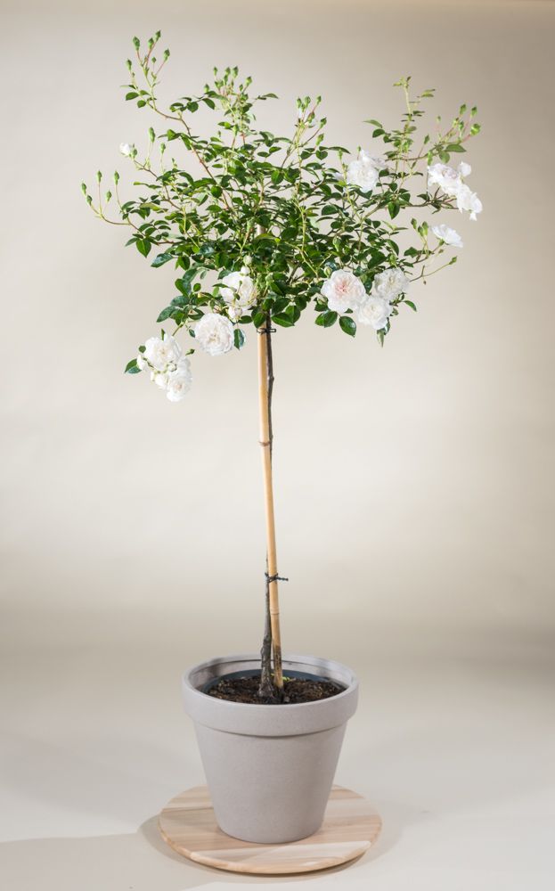 Bodendeckerrose Swany - Rosa Swany günstig kaufen