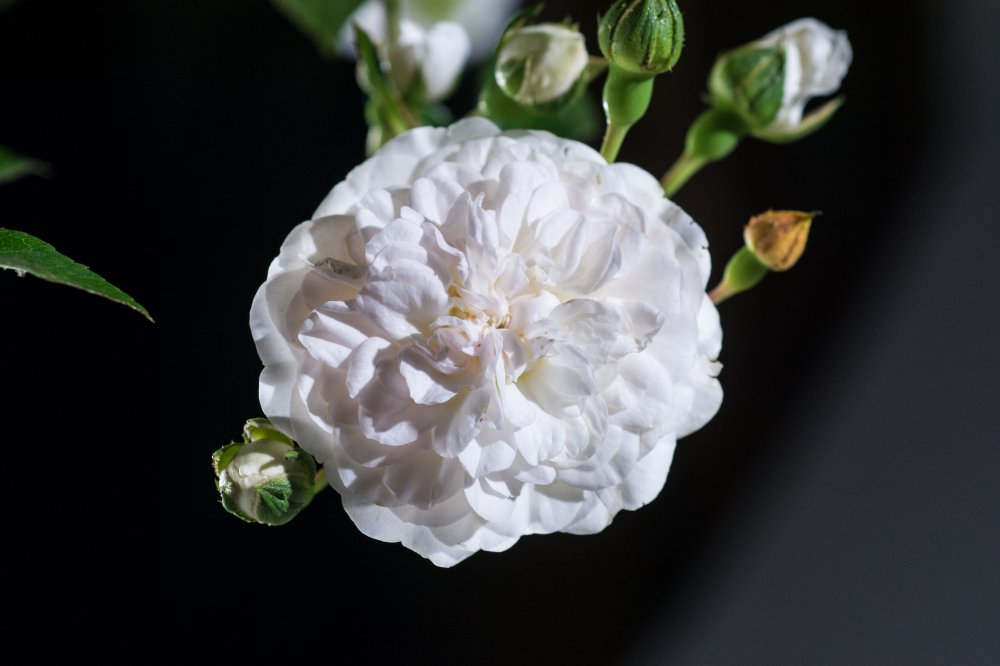 Bodendeckerrose Swany - Rosa Swany günstig kaufen