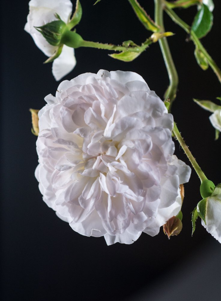 Bodendeckerrose Swany - Rosa Swany günstig kaufen