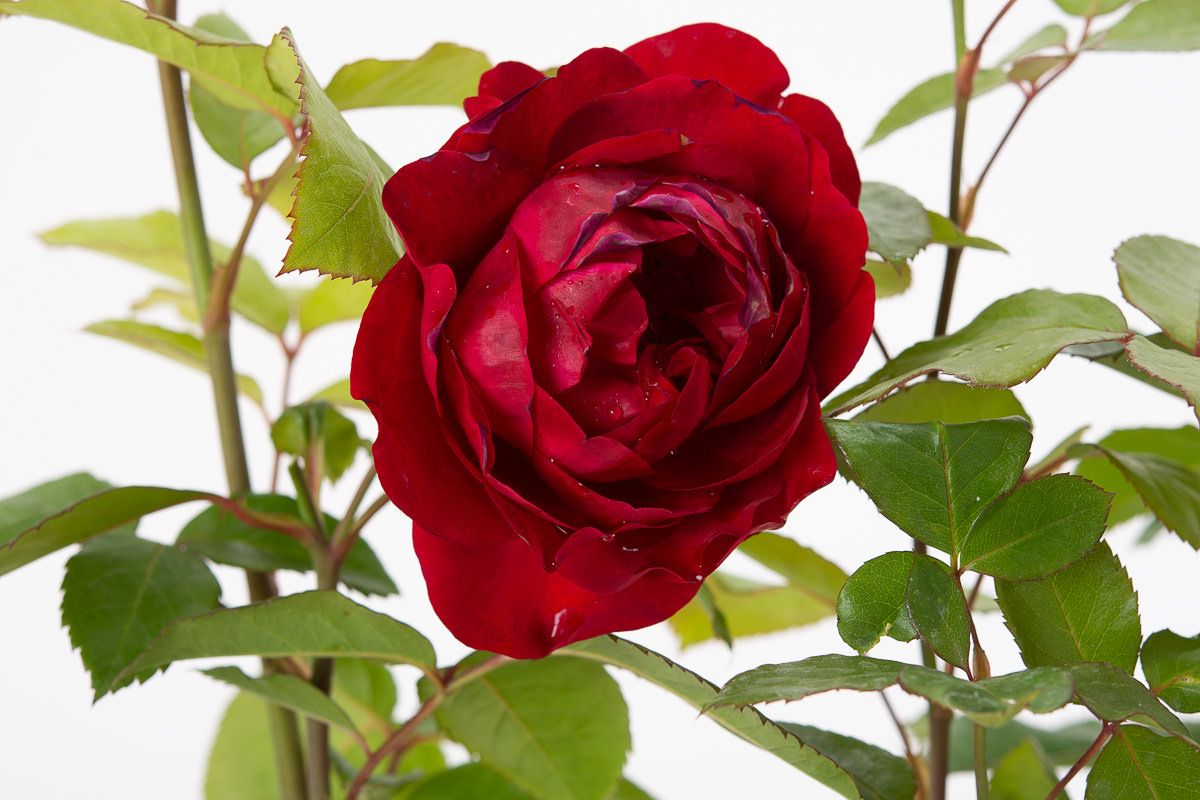 Rose Capricia - Rosa Capricia günstig kaufen