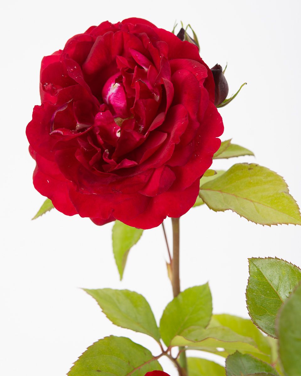 Rose Capricia - Rosa Capricia günstig kaufen