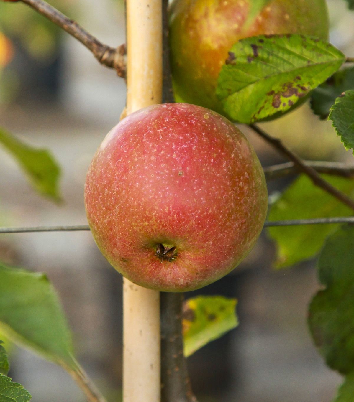 Apfel Mariella - Malus Mariella günstig kaufen