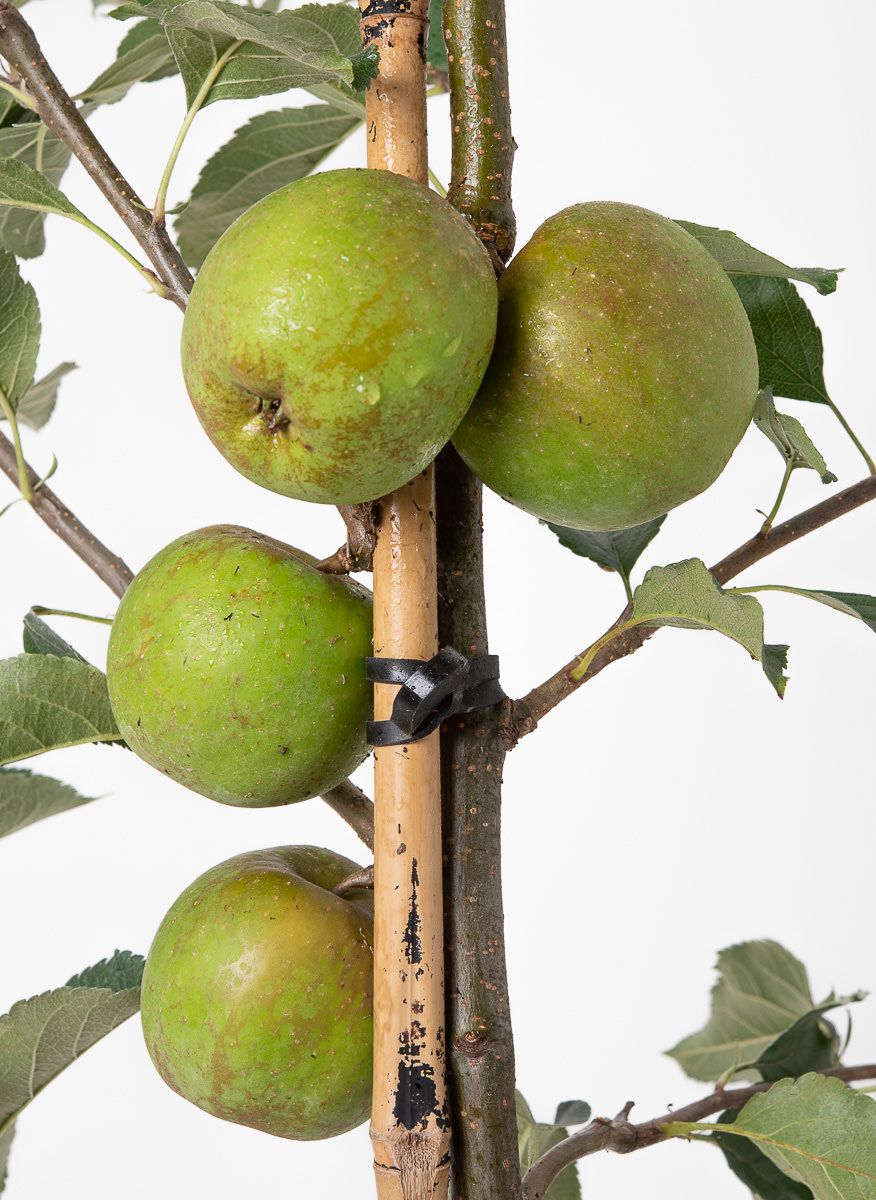 Apfel Mariella - Malus Mariella günstig kaufen