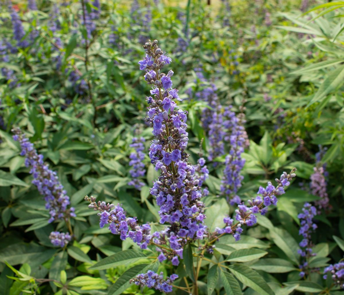 Vitex agnus castus Delta Blues - Mönchspfeffer Delta Blues | jetzt ...