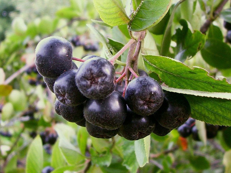Apfelbeere Nero - Aronia prunifolia Nero günstig kaufen