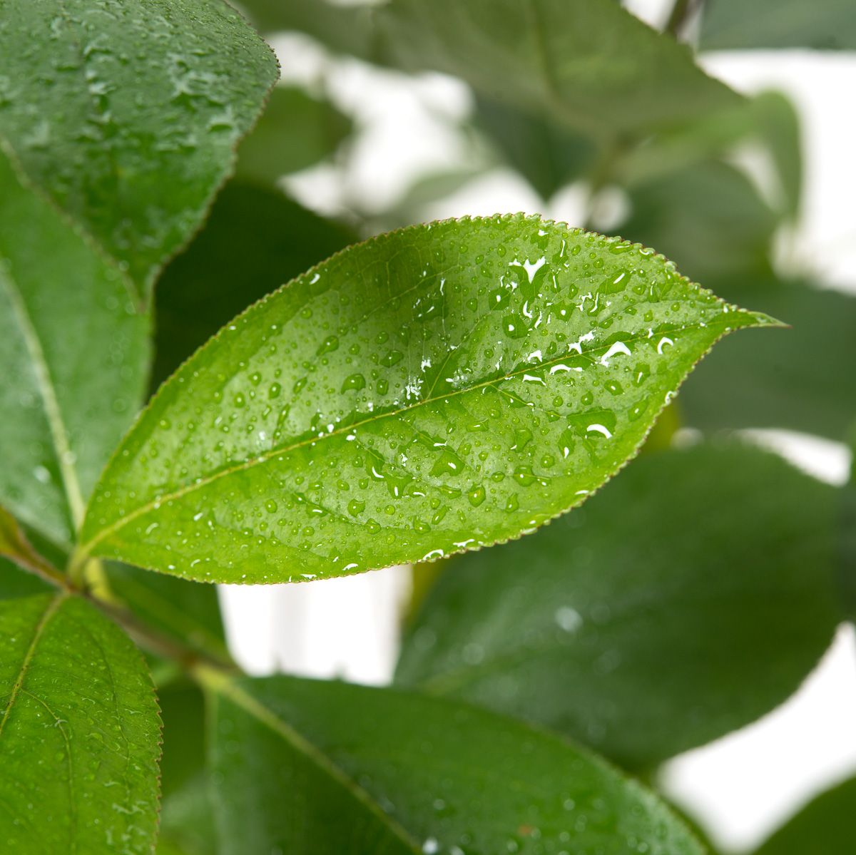 Apfelbeere Nero - Aronia prunifolia Nero günstig kaufen
