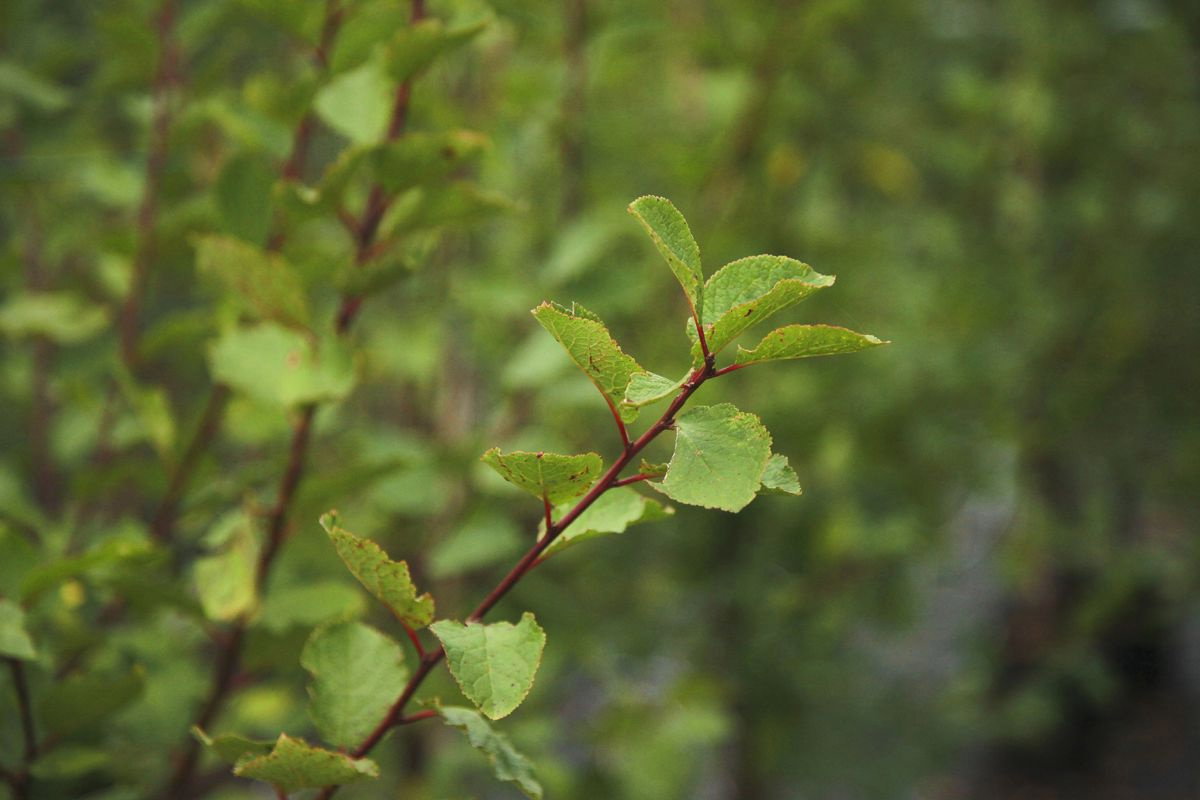Mirabelle Miroma - Prunus syringa Miroma günstig kaufen