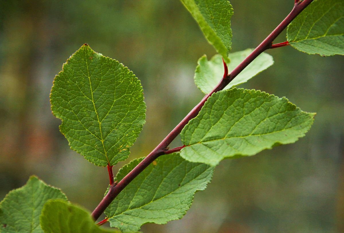 Mirabelle Miroma - Prunus syringa Miroma günstig kaufen