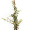 Gold-grüner Efeu - Hedera Helix Goldheart günstig kaufen