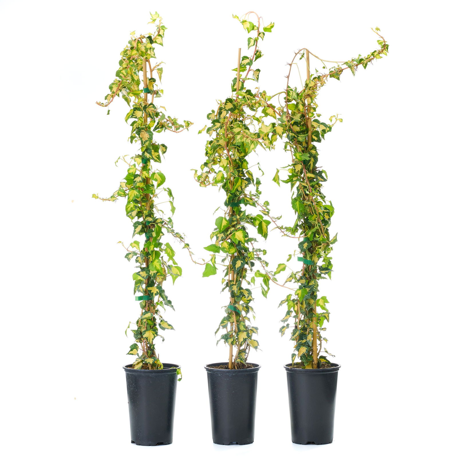 Gold-grüner Efeu - Hedera Helix Goldheart günstig kaufen