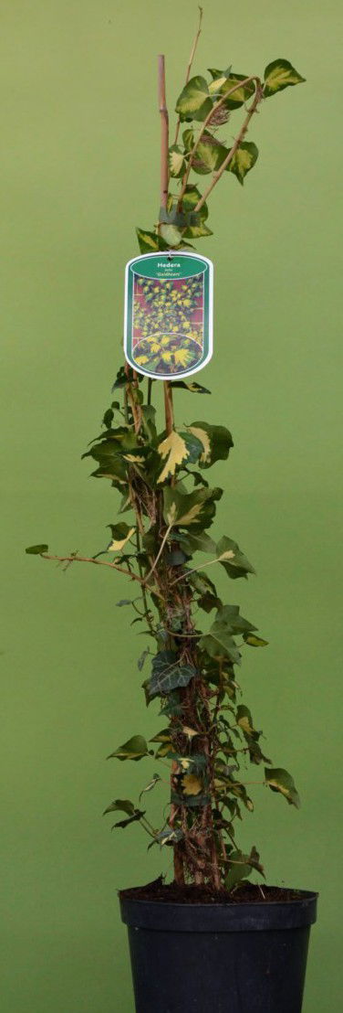 Gold-grüner Efeu - Hedera Helix Goldheart günstig kaufen