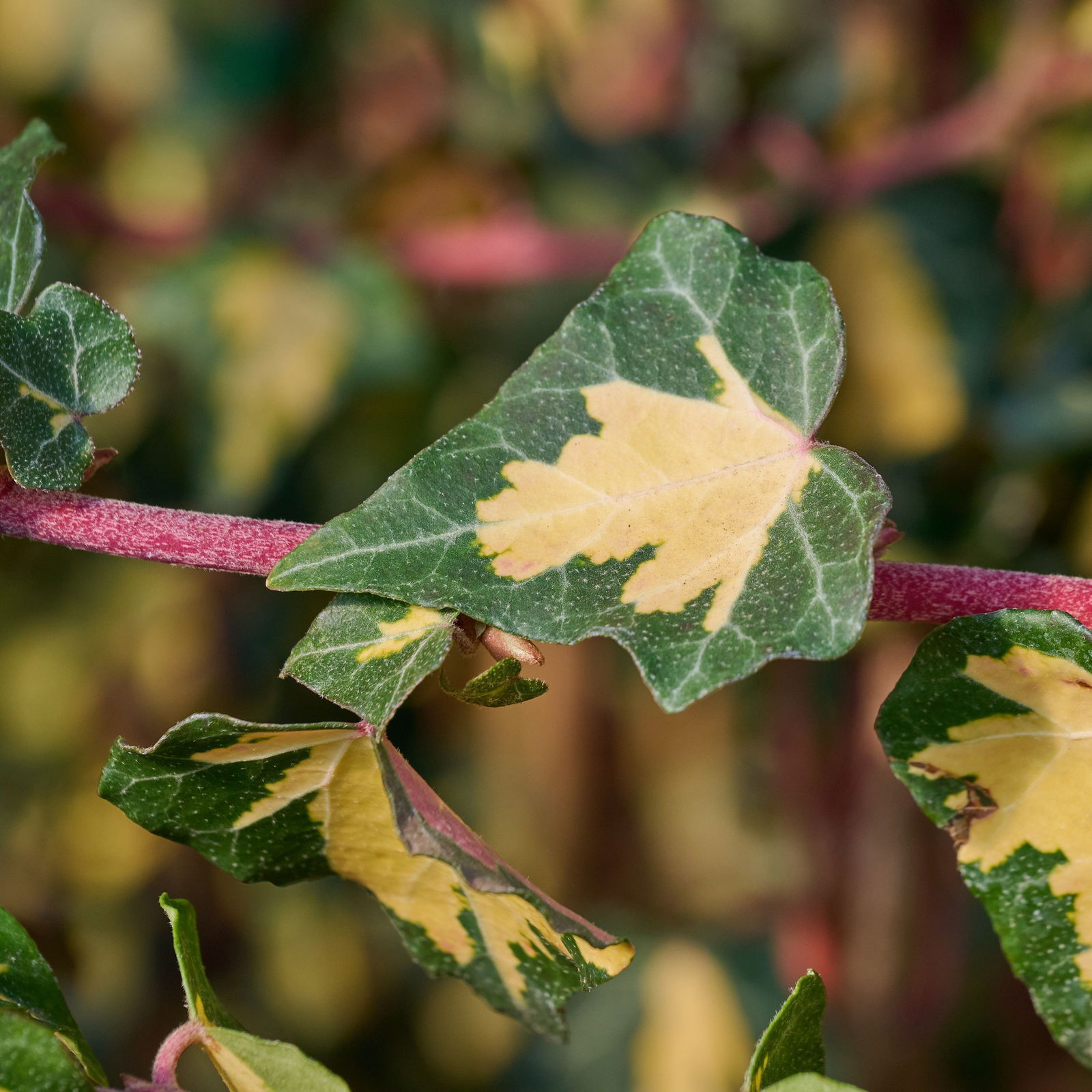Gold-grüner Efeu - Hedera Helix Goldheart günstig kaufen