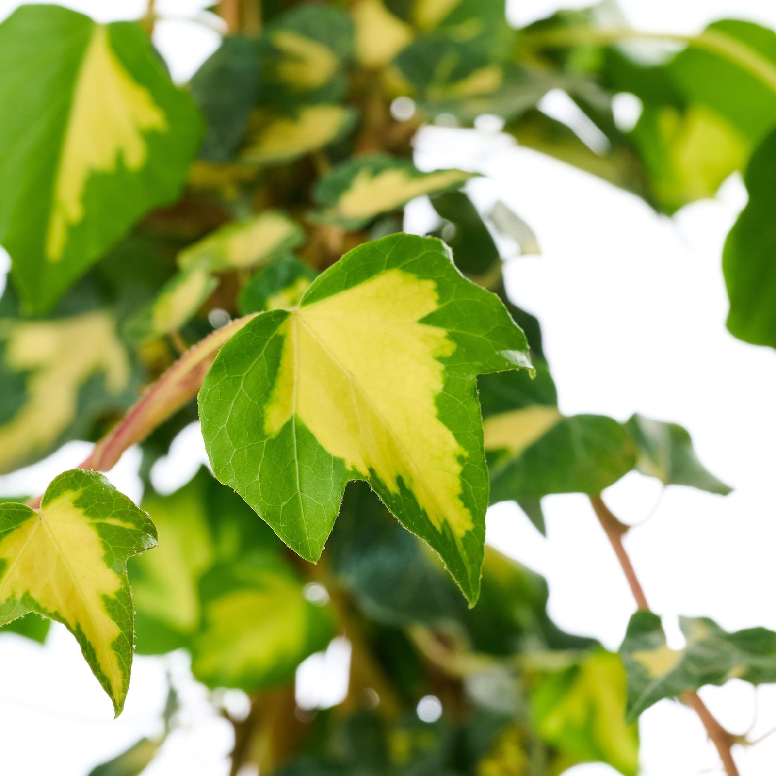 Gold-grüner Efeu - Hedera Helix Goldheart günstig kaufen