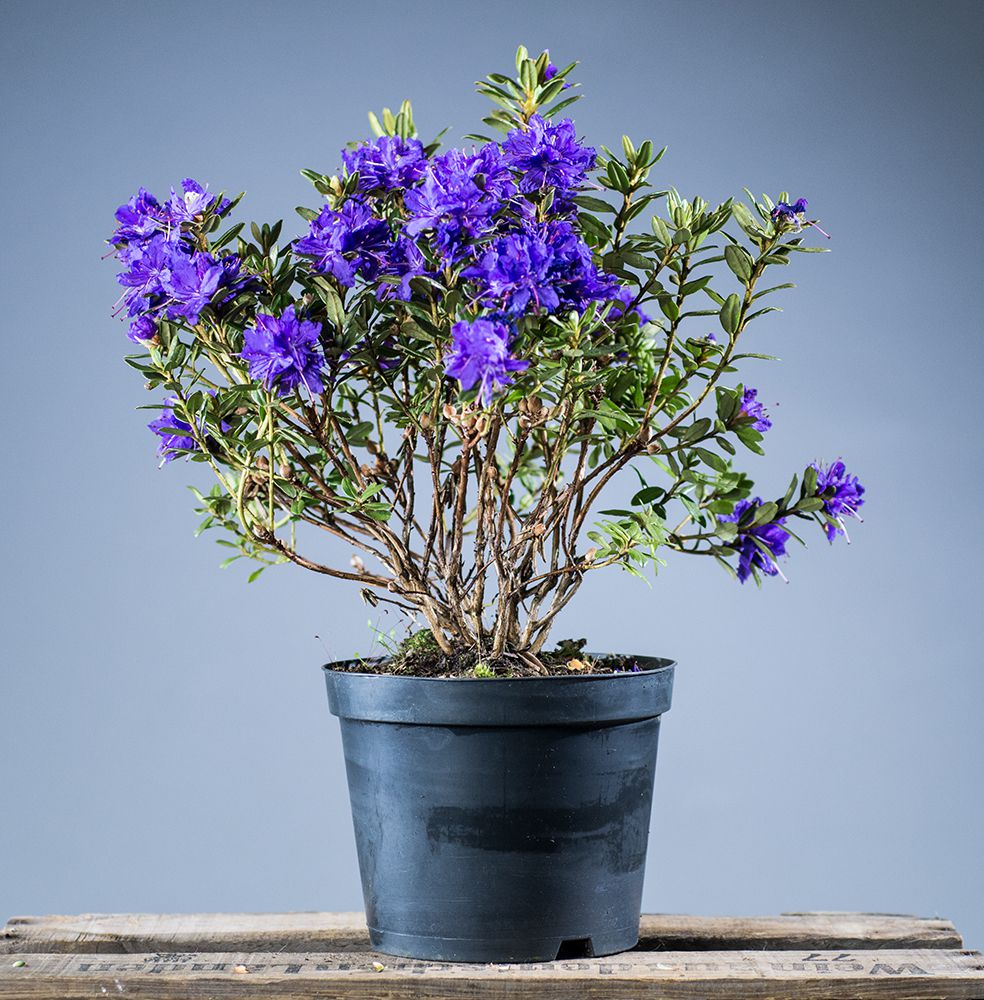 Kleinblättriger Rhododendron Azurika - Rhododendron Impeditum Azurika ...