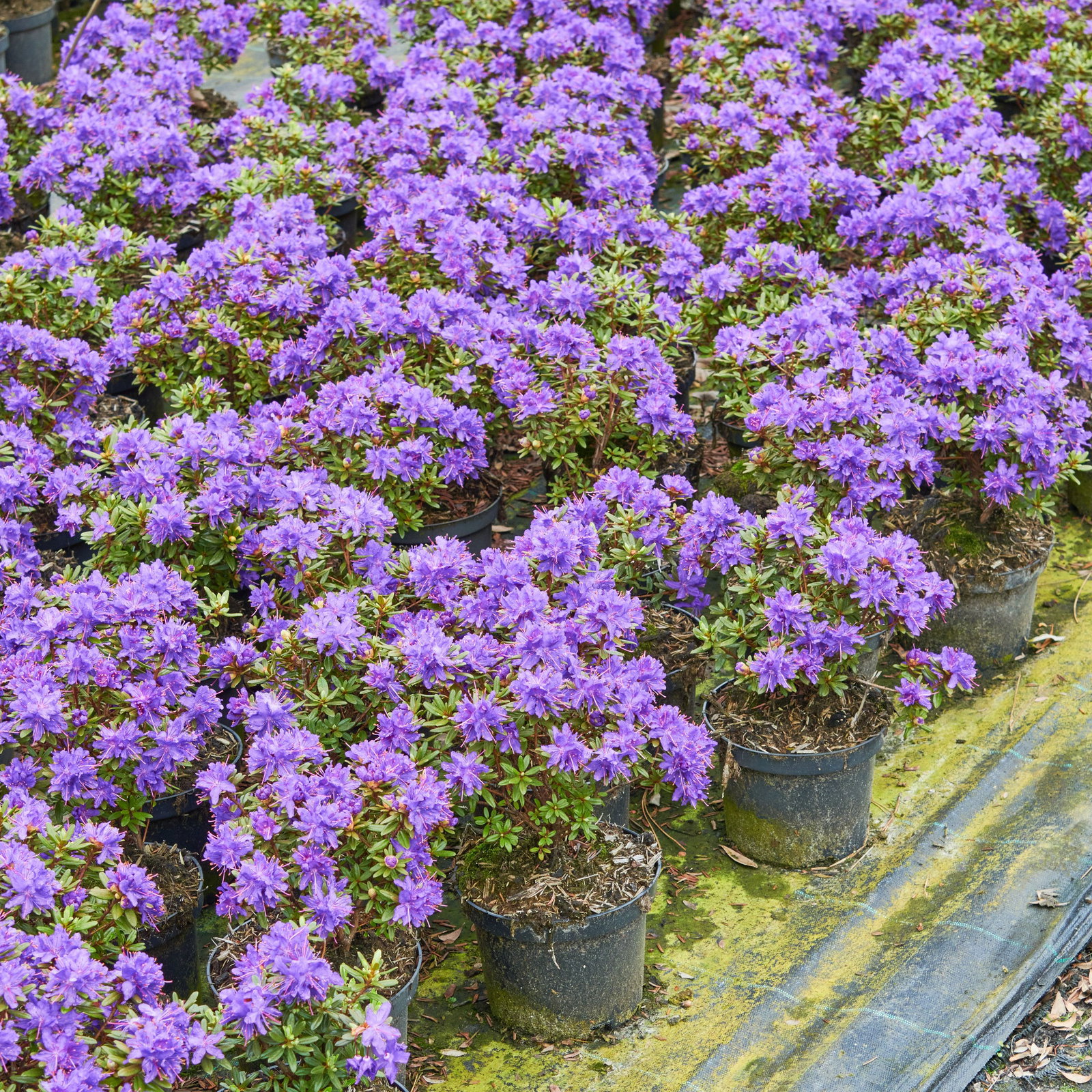 Kleinblättriger Rhododendron Azurika - Rhododendron Impeditum Azurika ...